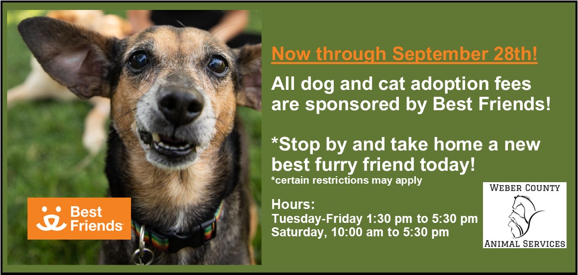 What Is A Rehoming Fee For A Dog